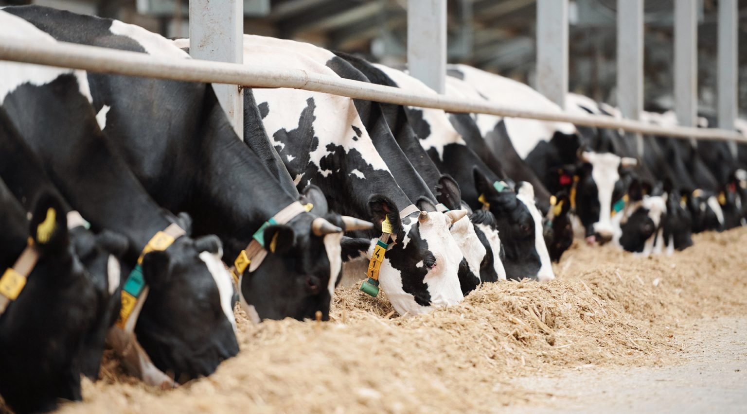 High performance feed solutions - Sooro - By The Whey
